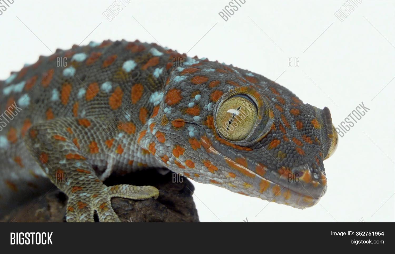Tokay Gecko - Gekko Image & Photo (Free Trial) | Bigstock