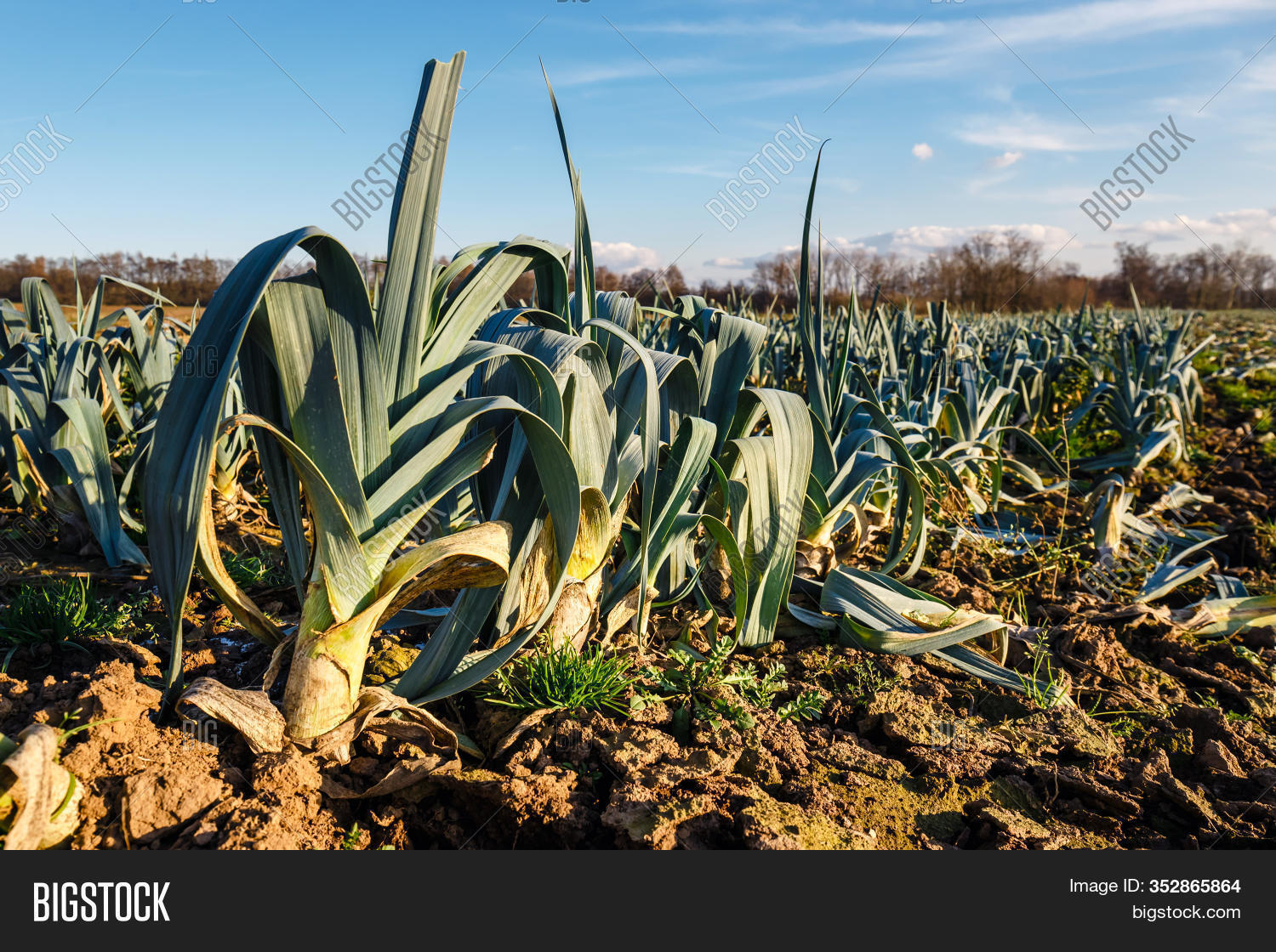 Mature Leeks Field Image & Photo (Free Trial) | Bigstock