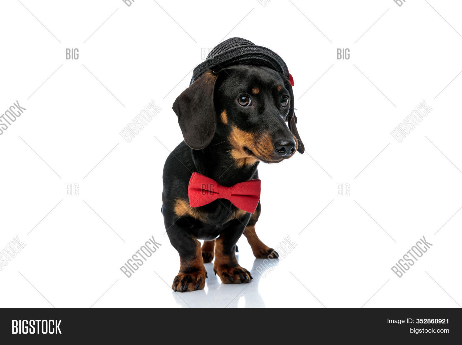 Shy Teckel Puppy Image & Photo (Free Trial) | Bigstock