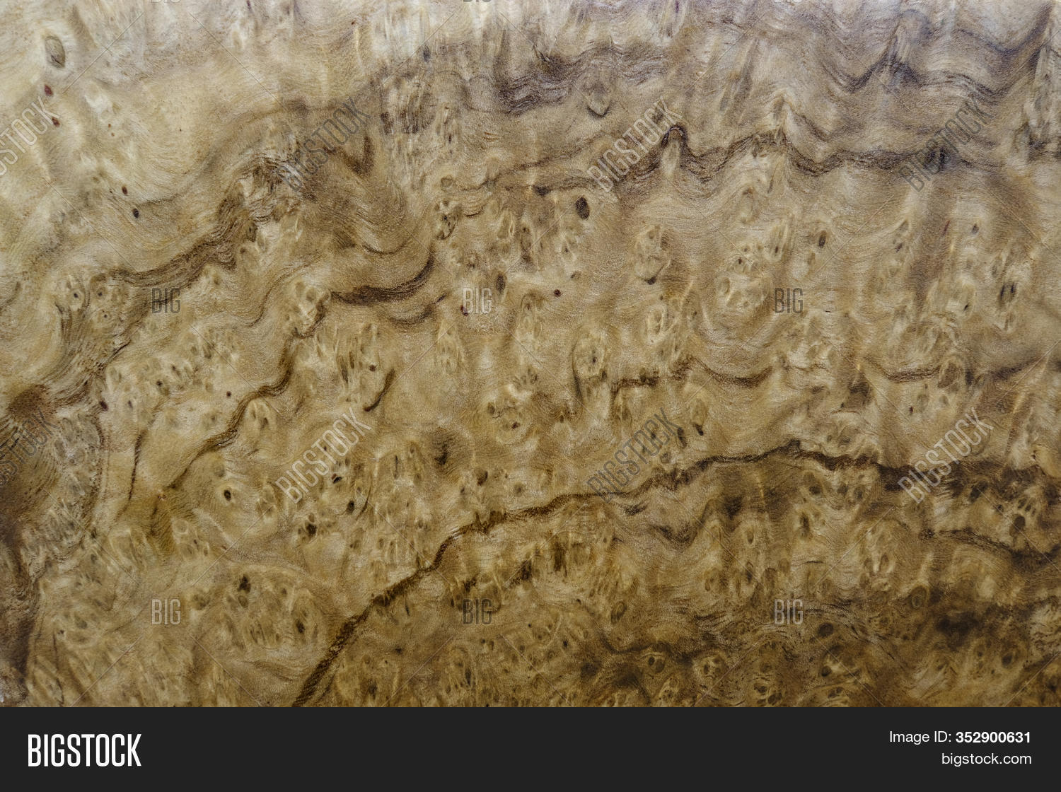 Nature Walnut Burl Image & Photo (Free Trial) | Bigstock