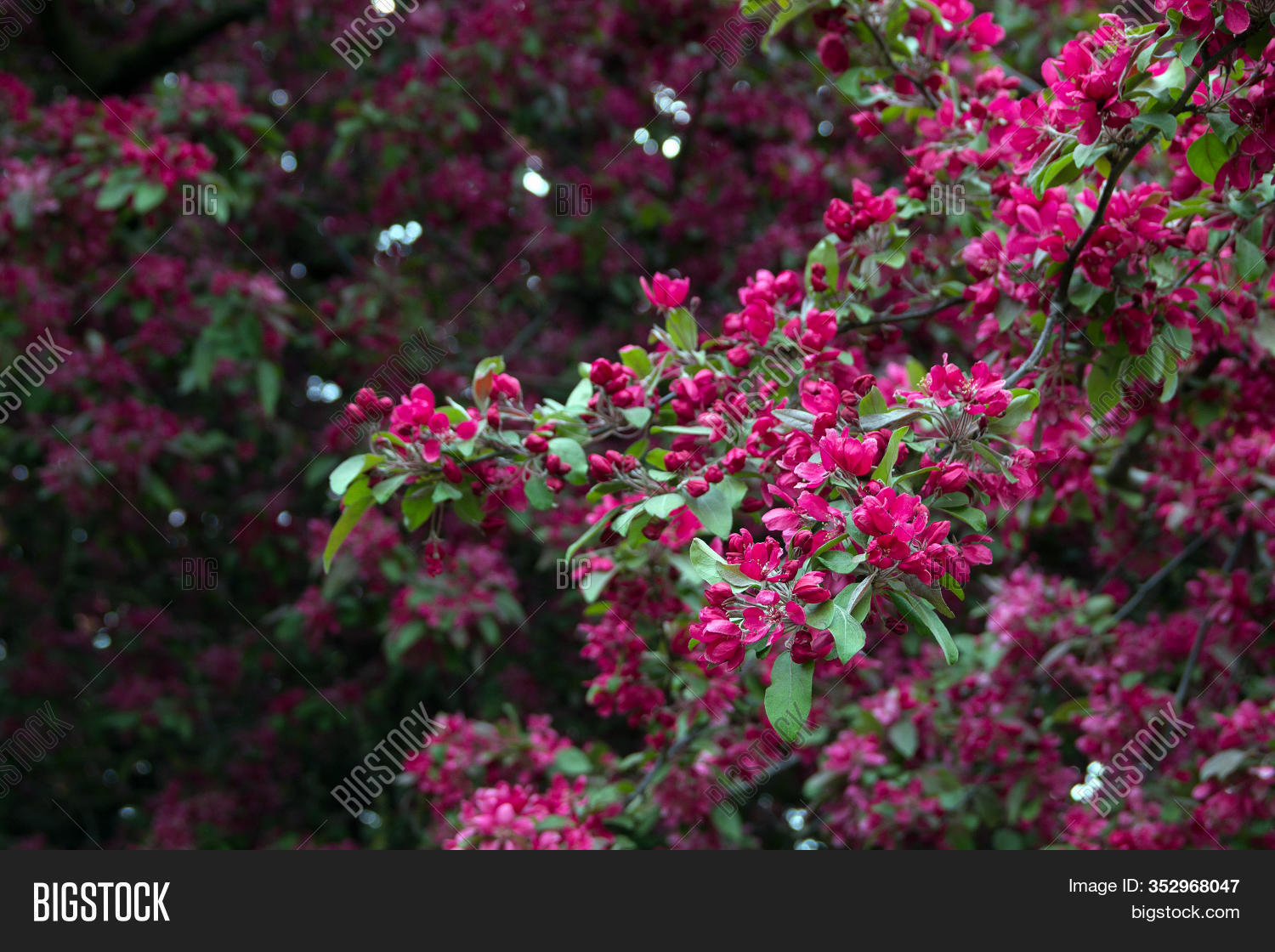 Red Flowers On Tree. Image & Photo (Free Trial) | Bigstock
