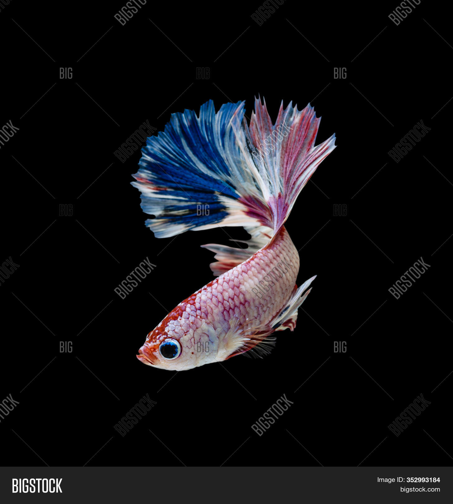 Siamese Fighting Fish Image & Photo (Free Trial) | Bigstock