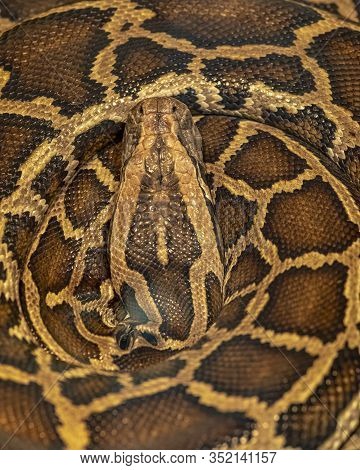 Close- Python Curled Image & Photo (Free Trial) | Bigstock