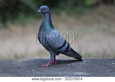 Strong Young Pigeon Image & Photo (Free Trial) | Bigstock