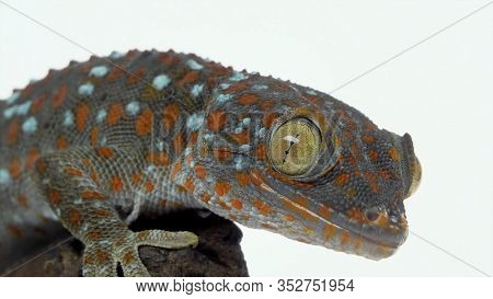 Tokay Gecko - Gekko Image & Photo (Free Trial) | Bigstock