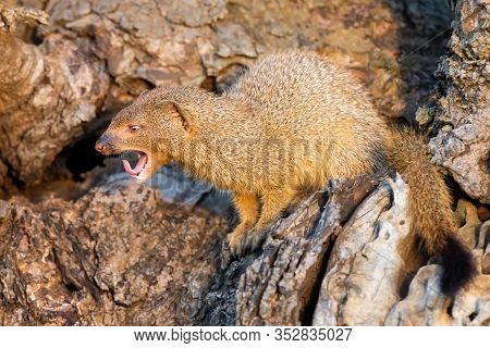 Baby Yellow Mongoose Image & Photo (Free Trial) | Bigstock