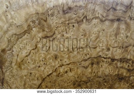 Nature Walnut Burl Image & Photo (Free Trial) | Bigstock
