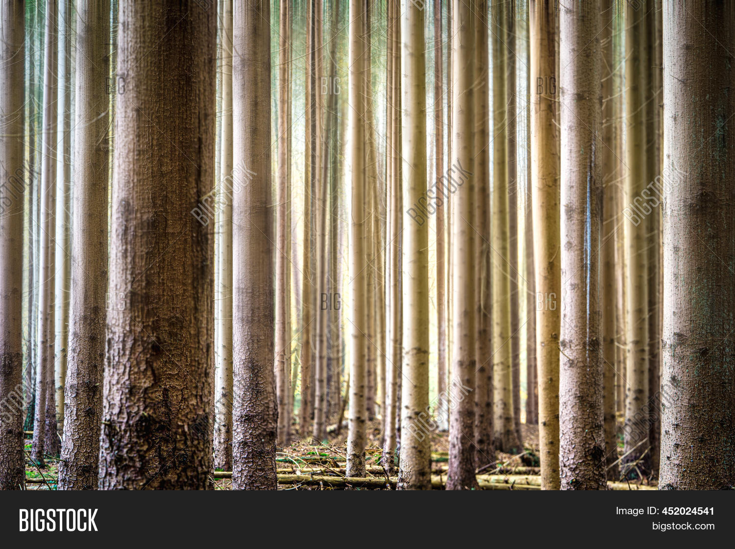 Grove Pine Trees Image & Photo (Free Trial) | Bigstock