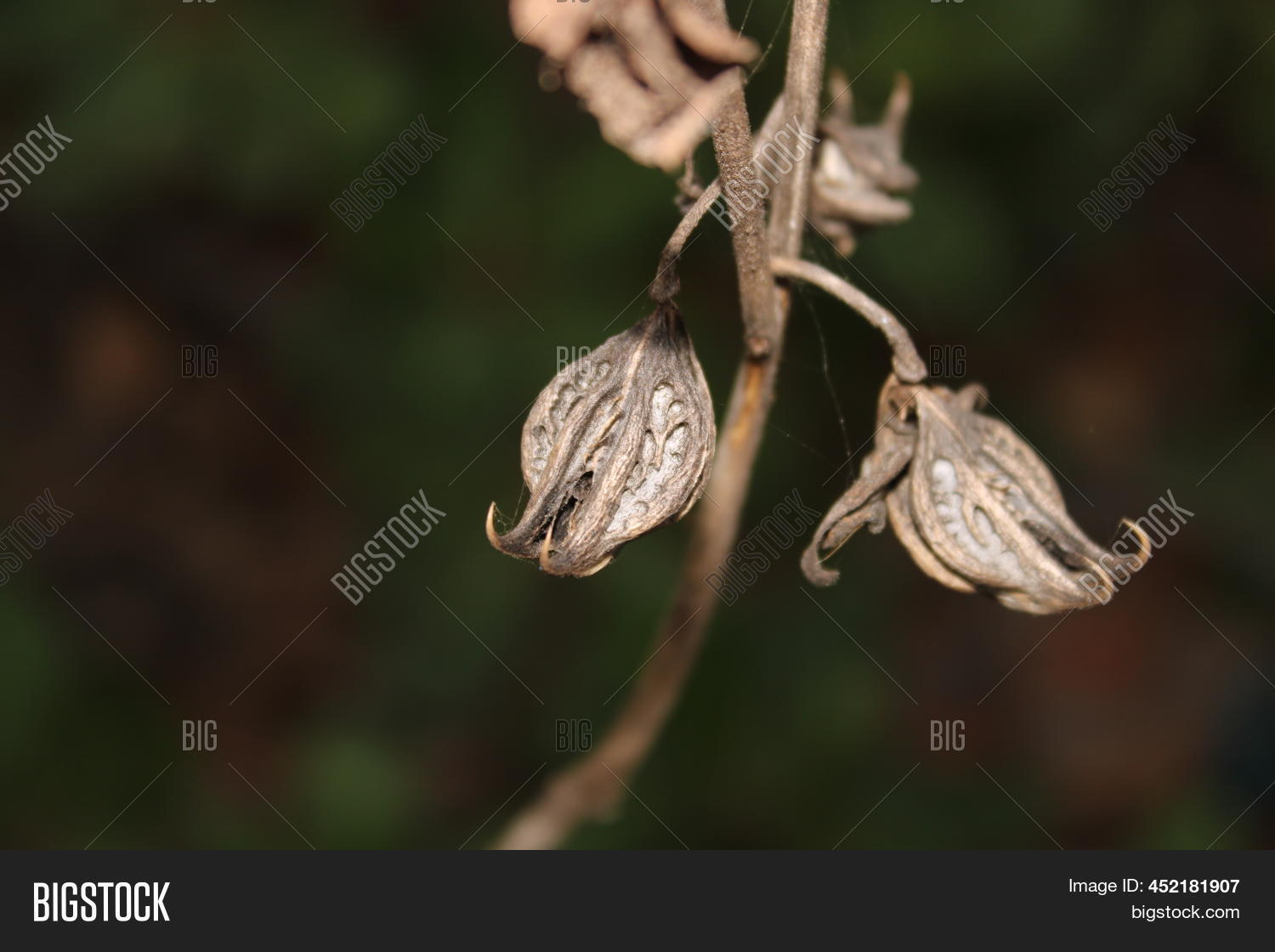 Tigers Claw Devil Claw Image & Photo (Free Trial) | Bigstock
