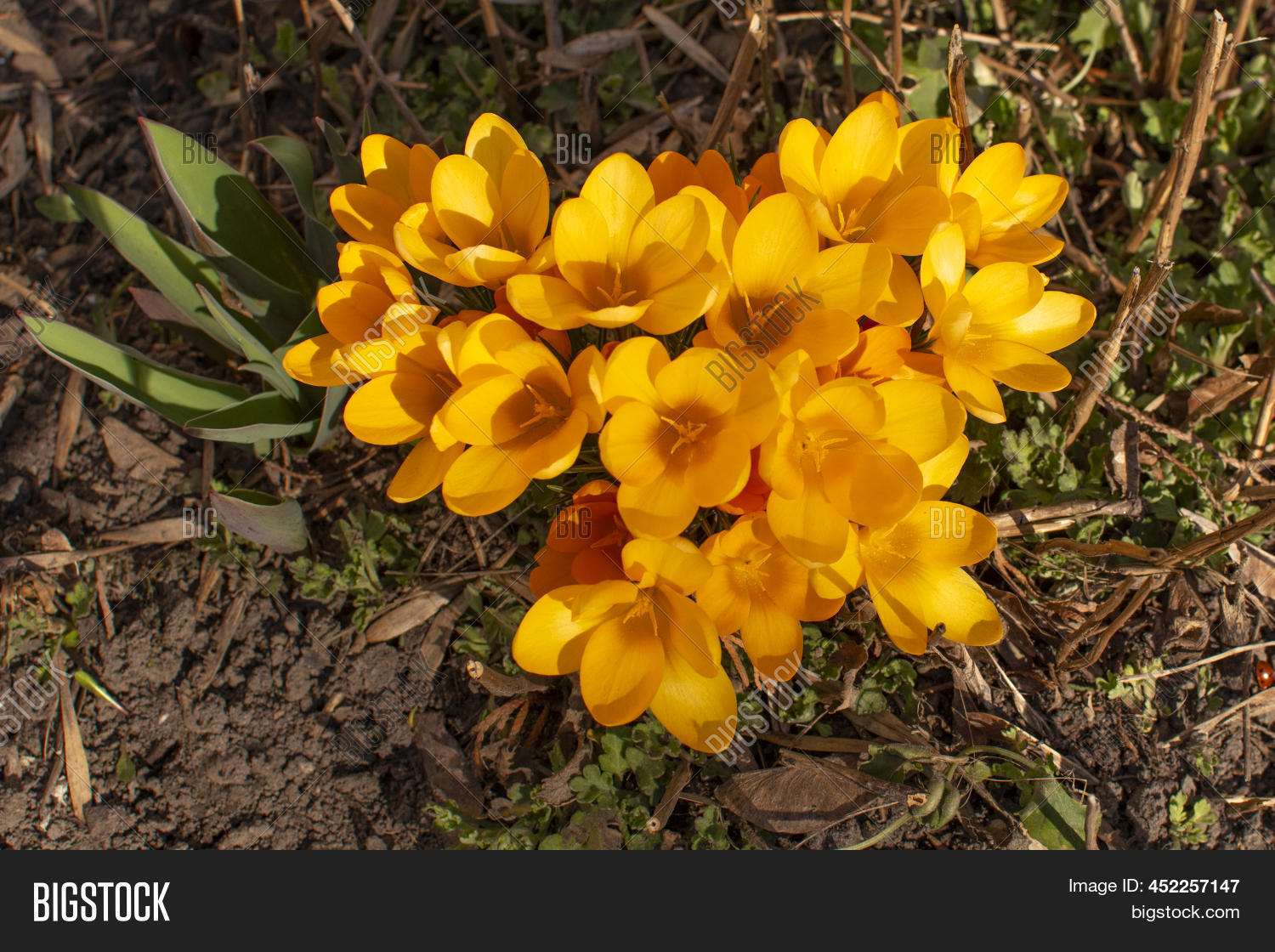 Dutch Yellow Crocus Image & Photo (Free Trial) | Bigstock