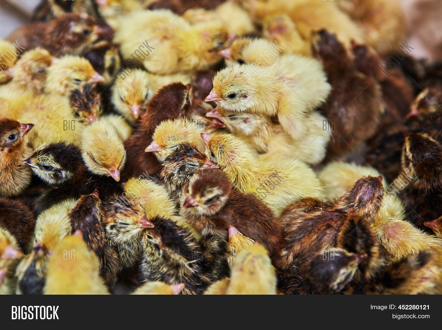 Small Quail Stands Image & Photo (Free Trial) | Bigstock