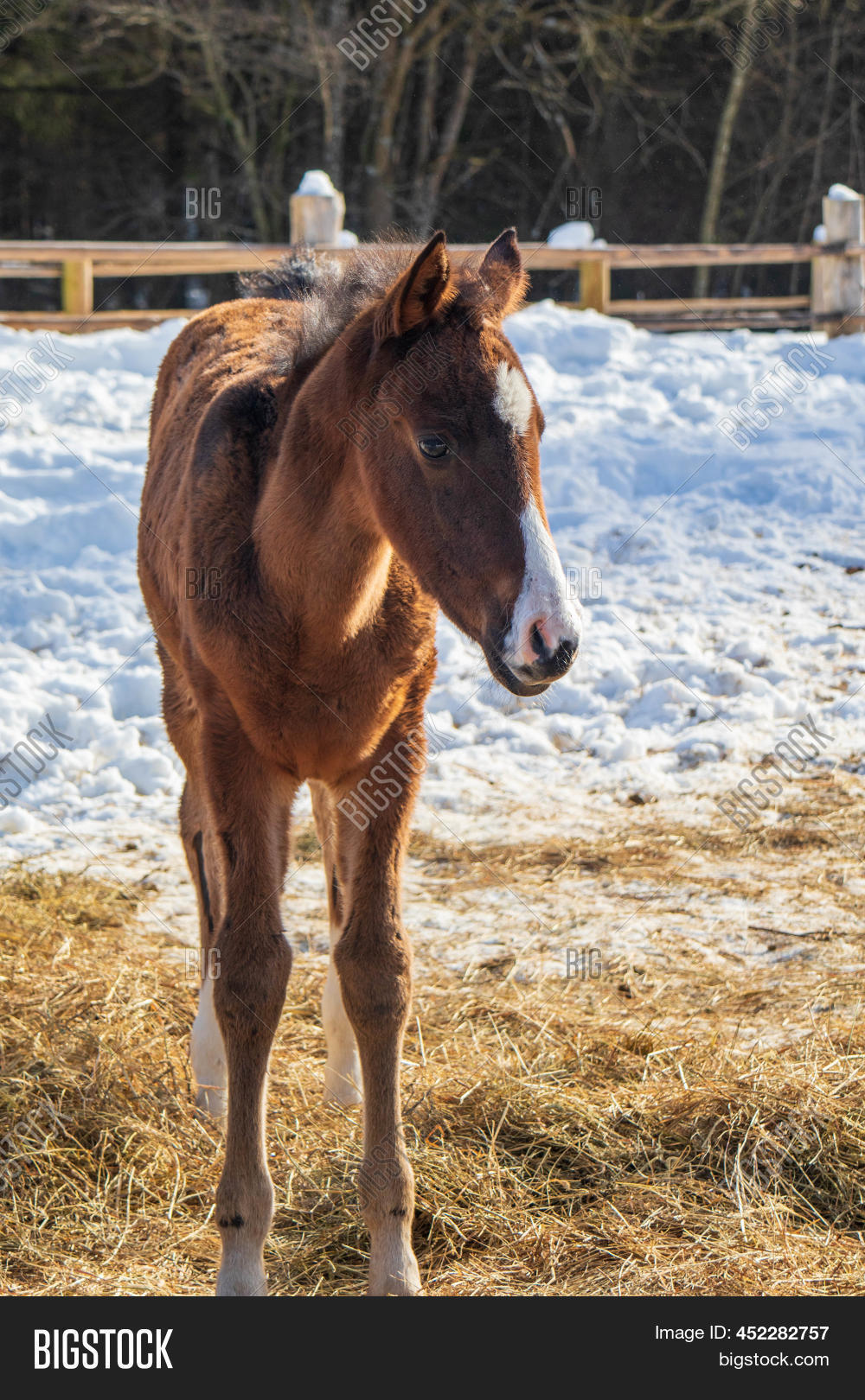 Small Curious Red Foal Image & Photo (Free Trial) | Bigstock