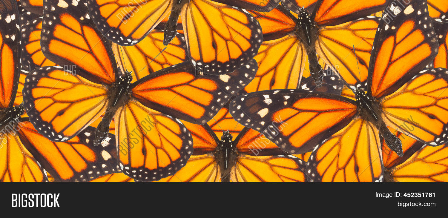 Orange Monarch Image & Photo (Free Trial) | Bigstock