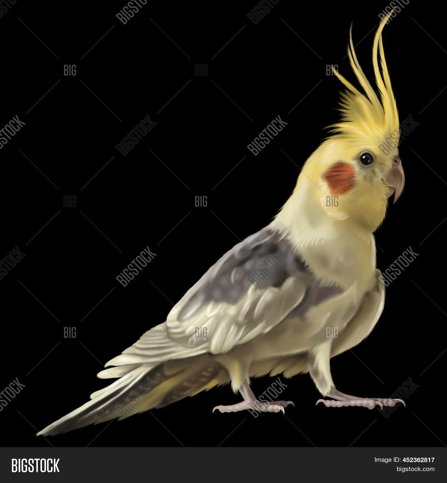 Cockatiel. Cockatoo Image & Photo (Free Trial) | Bigstock