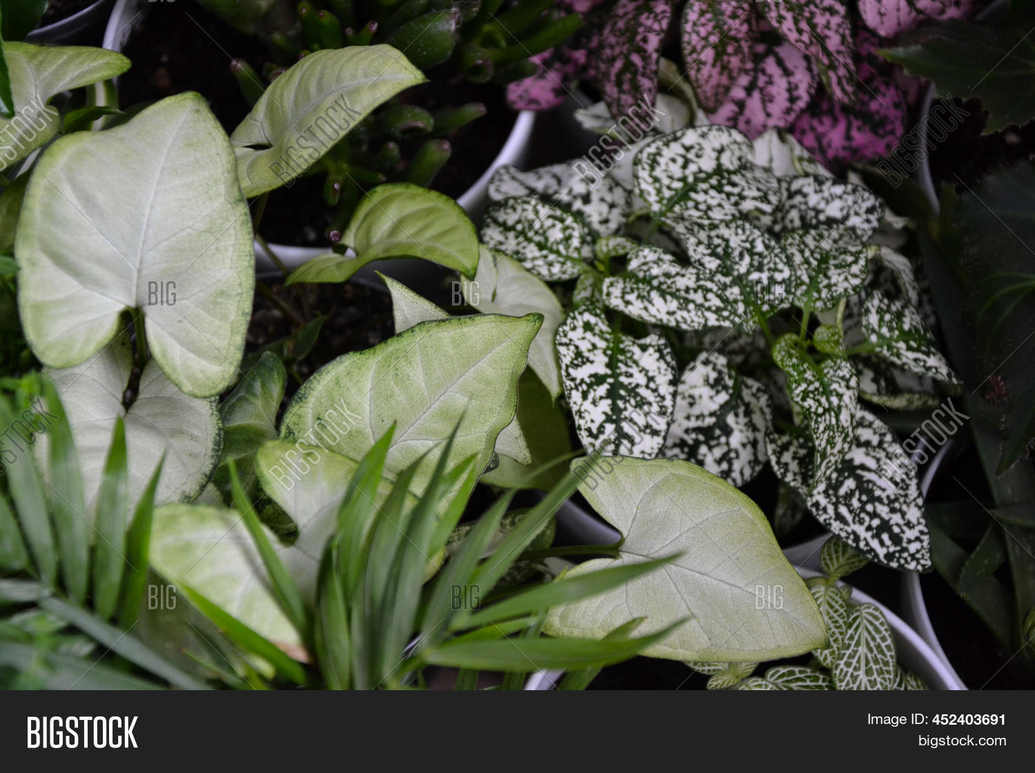 House Plants. Greenery Image & Photo (Free Trial) | Bigstock