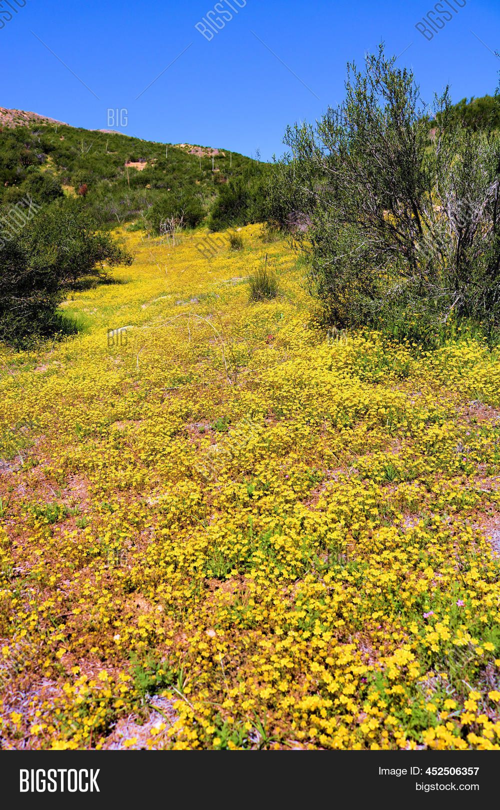 Lush Chaparral Plants Image & Photo (Free Trial) | Bigstock