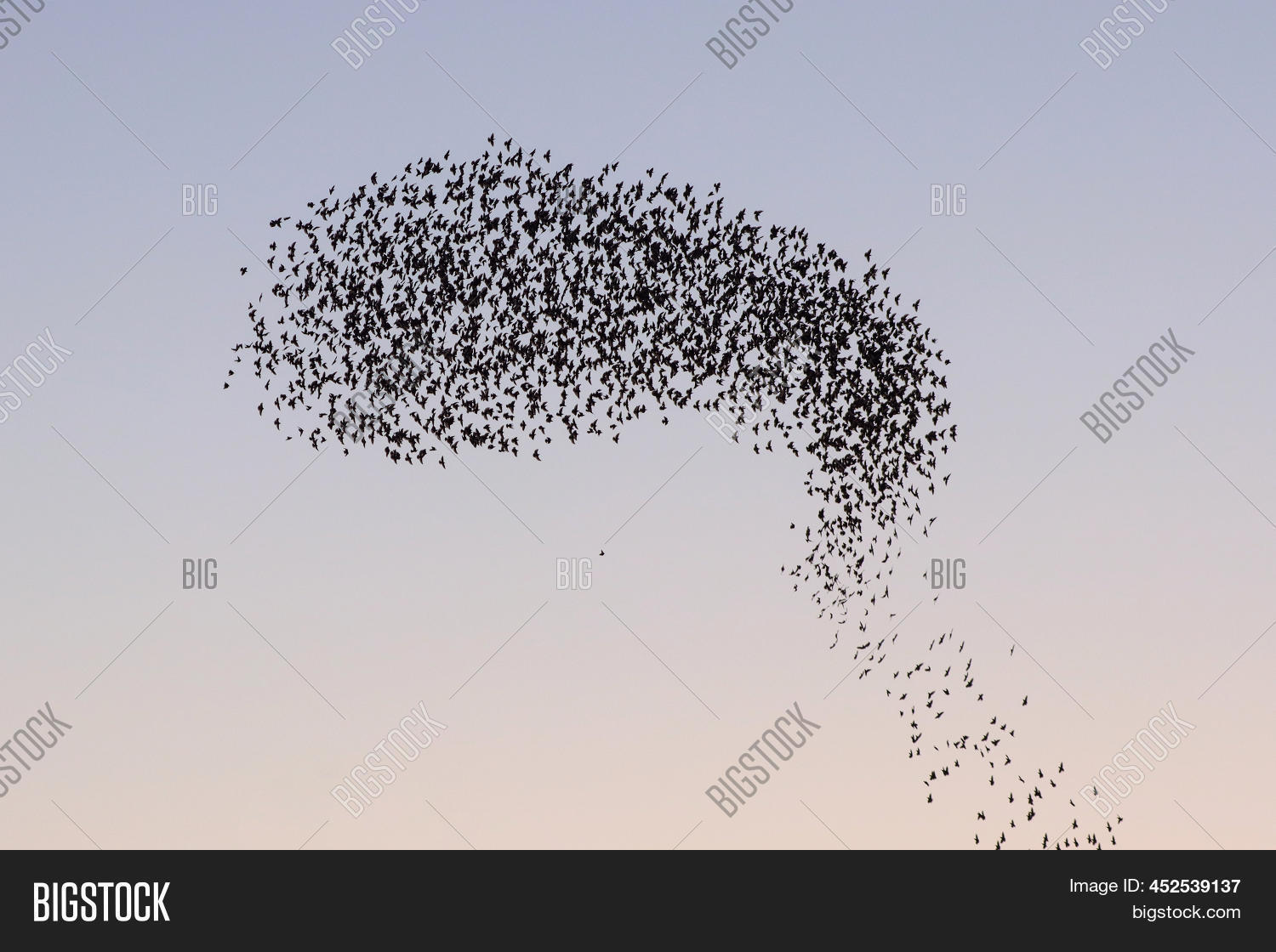 Murmuration Starlings Image & Photo (Free Trial) | Bigstock