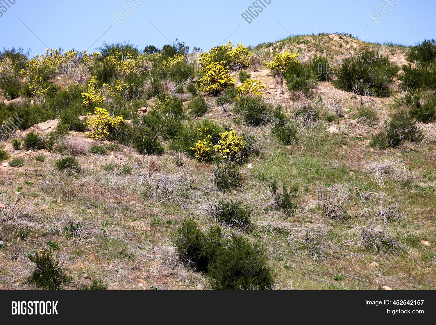 Lush Grasslands Bush Image & Photo (Free Trial) | Bigstock