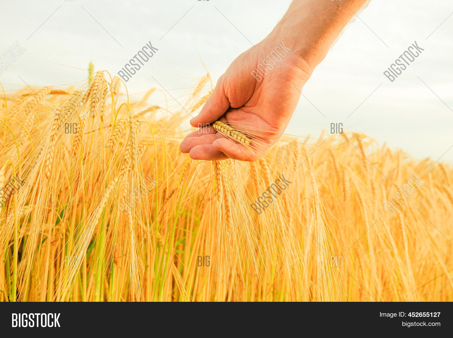 Wheat Harvest. Farmer Image & Photo (Free Trial) | Bigstock