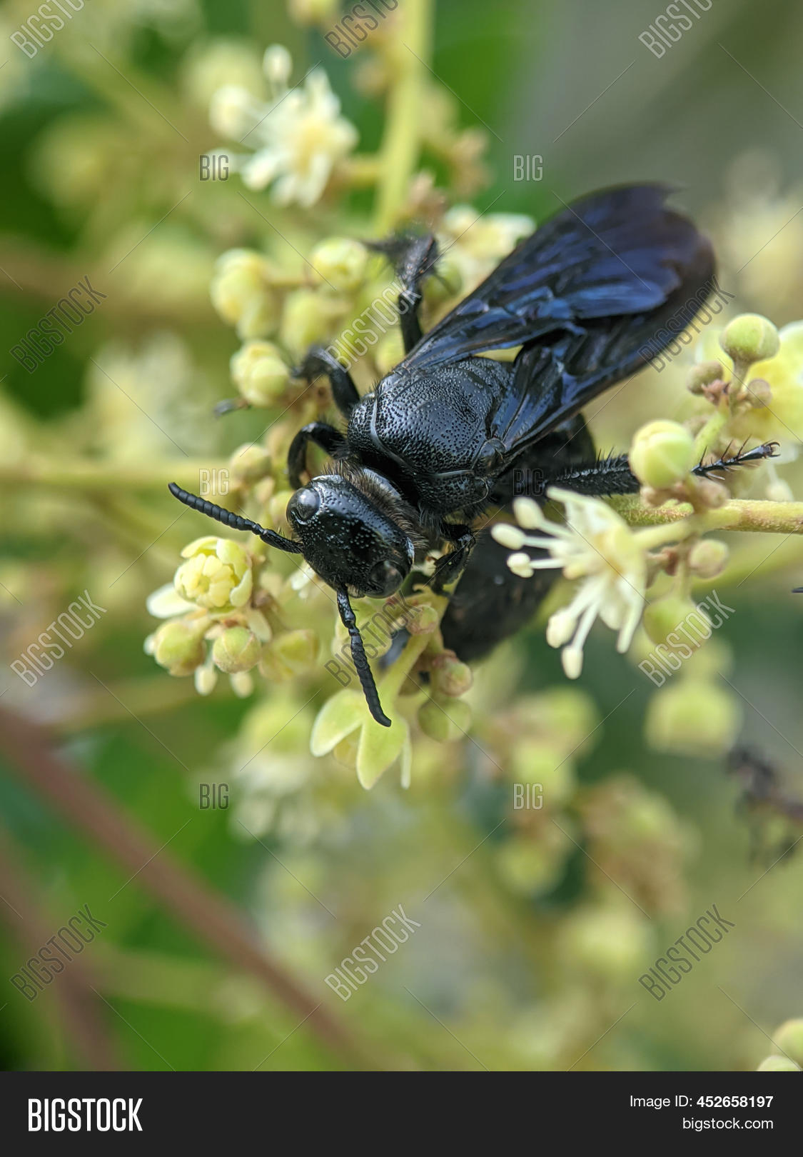 Scolia Hirta Species Image & Photo (Free Trial) | Bigstock