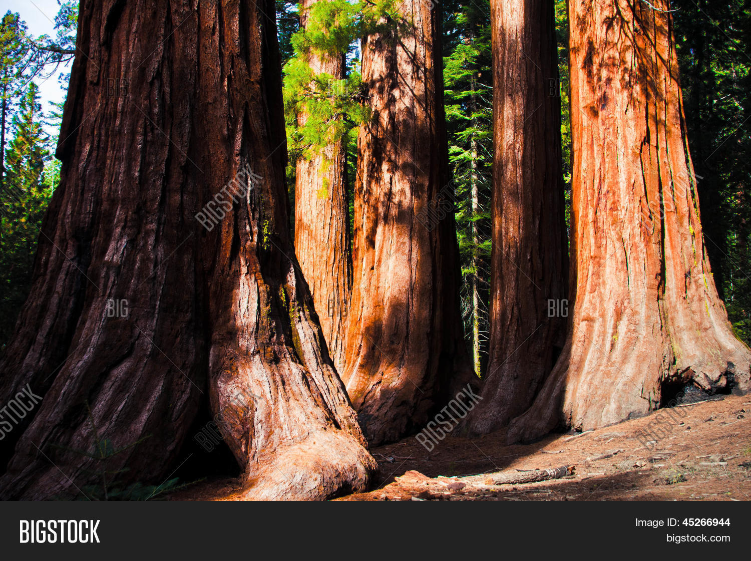 Giant Sequoias Image & Photo (Free Trial) | Bigstock