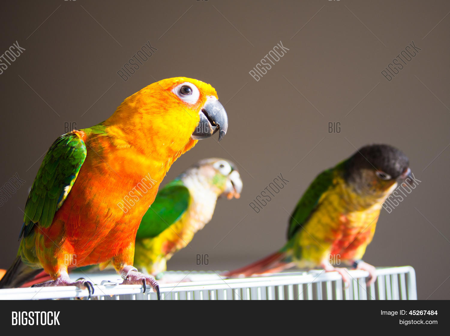 Cute Sun Conure Parrot Image & Photo (Free Trial) | Bigstock