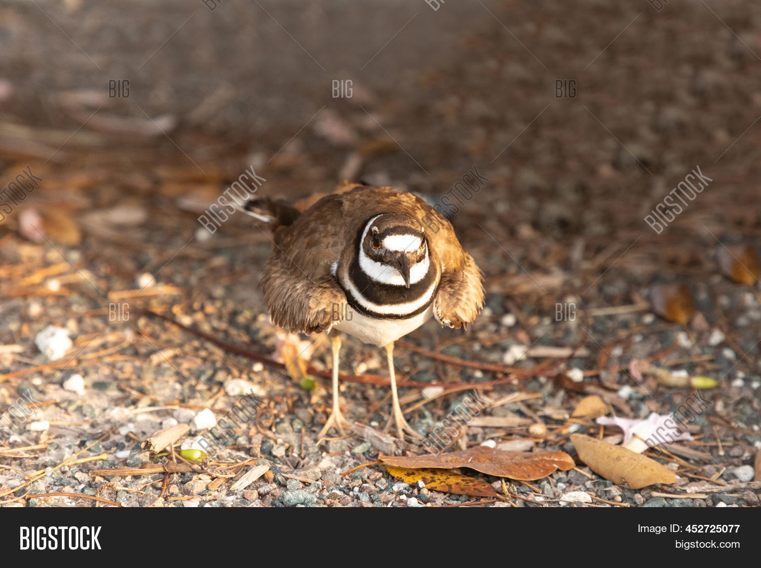 Nesting Killdeer Image & Photo (Free Trial) | Bigstock