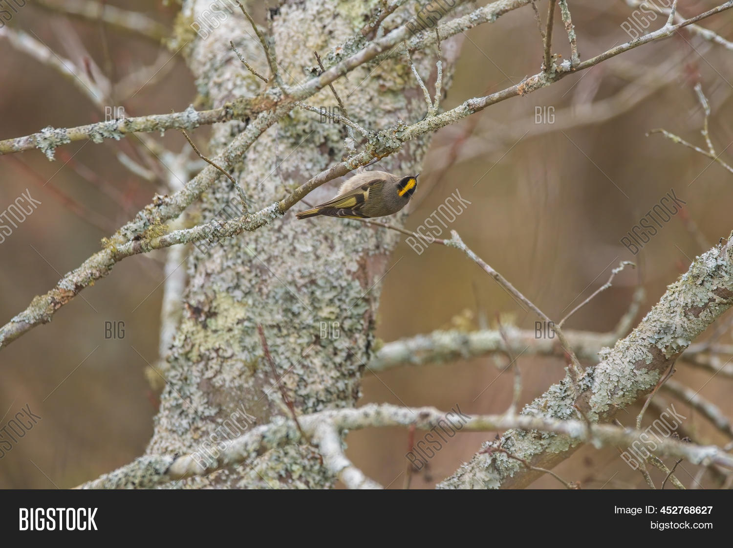 Kinglet Bird Yellow Image & Photo (Free Trial) | Bigstock