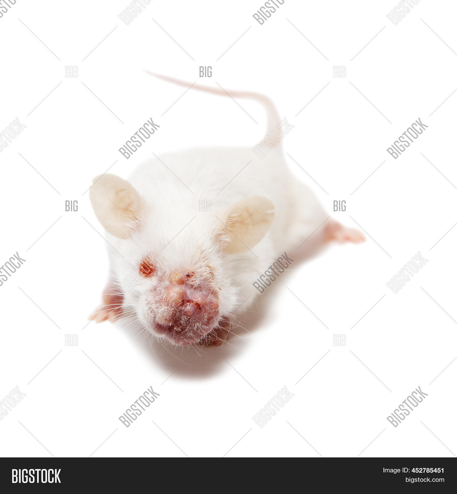 White Laboratory Mouse Image & Photo (Free Trial) | Bigstock