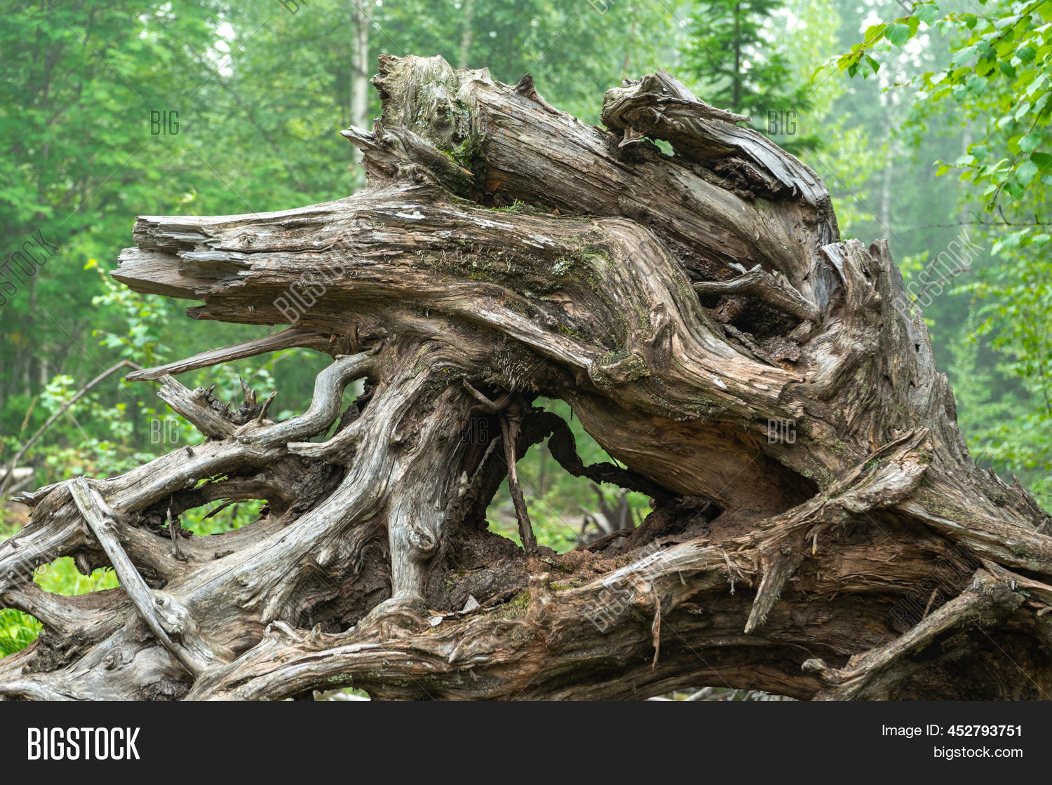 Gnarled Branches Roots Image & Photo (Free Trial) | Bigstock