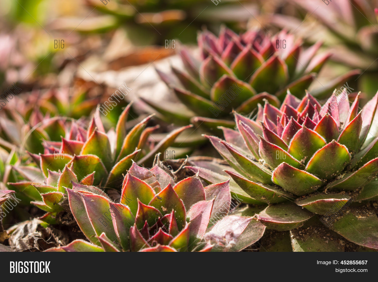 Flower Stone Rose. Image & Photo (Free Trial) | Bigstock