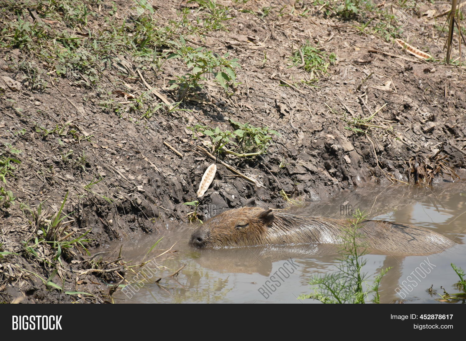 Capybara Soaking Water Image & Photo (Free Trial) | Bigstock