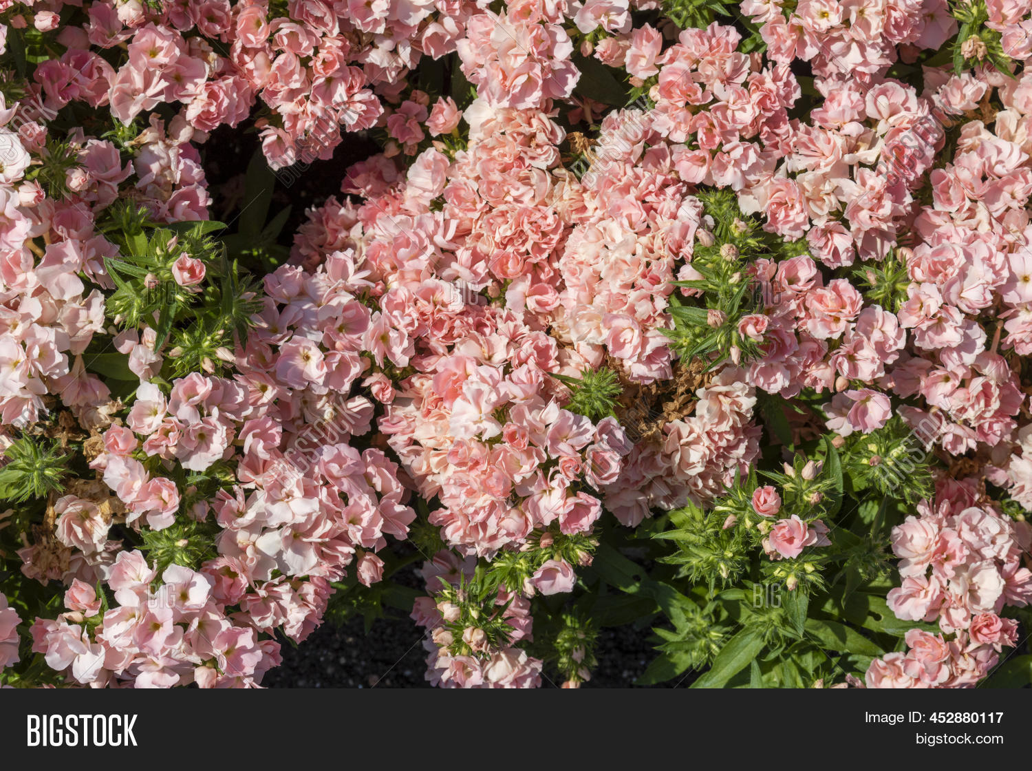 Brassicaceae Alyssum Image & Photo (Free Trial) | Bigstock
