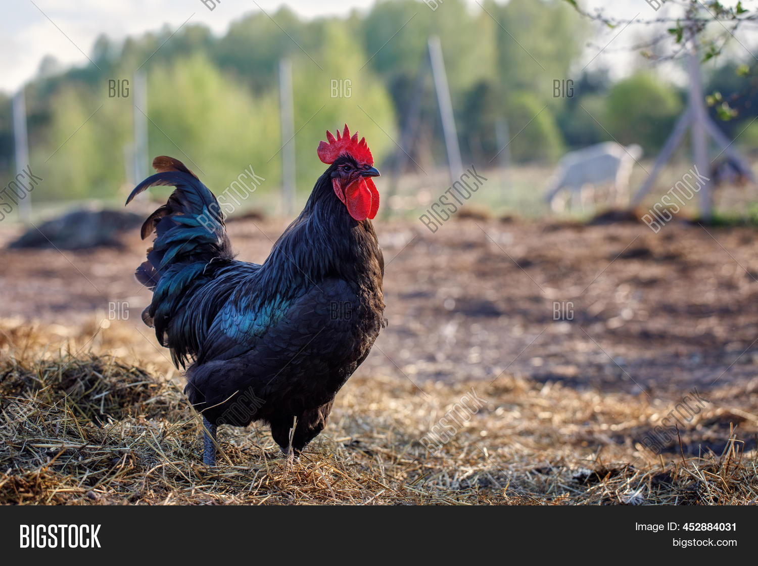 Black Rooster Shiny Image & Photo (Free Trial) | Bigstock