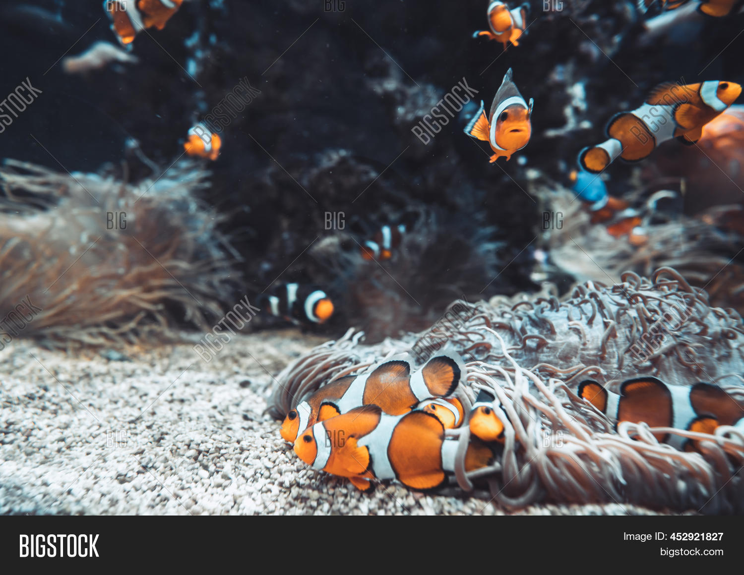Ocellaris Clownfish Image & Photo (Free Trial) | Bigstock