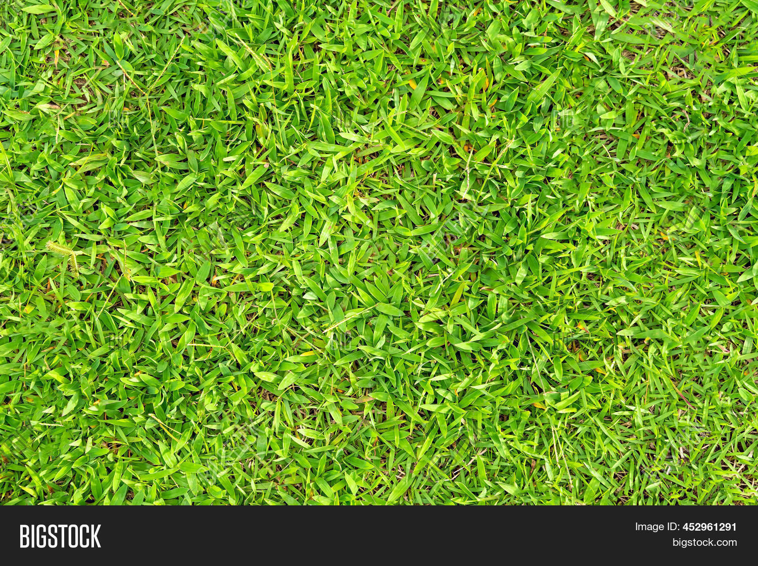 Green Grass Texture Image & Photo (Free Trial) | Bigstock