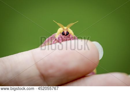 Rosy Maple Moth On Image & Photo (Free Trial) | Bigstock