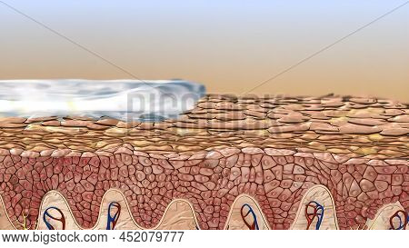 Epidermis Outer Layer Image & Photo (Free Trial) | Bigstock