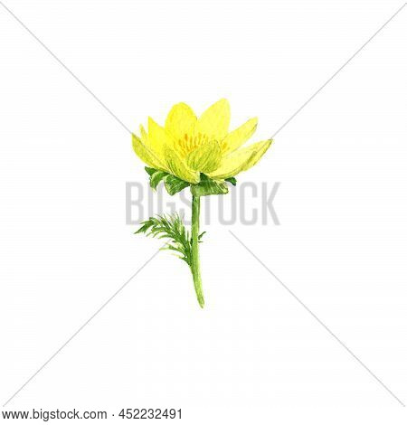 Adonis Flower Drawing