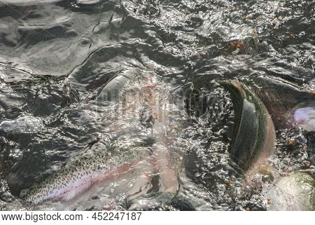 Feeding Trout Fish Image & Photo (Free Trial) | Bigstock