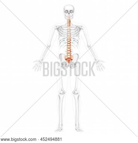 Human Vertebral Vector & Photo (Free Trial) | Bigstock