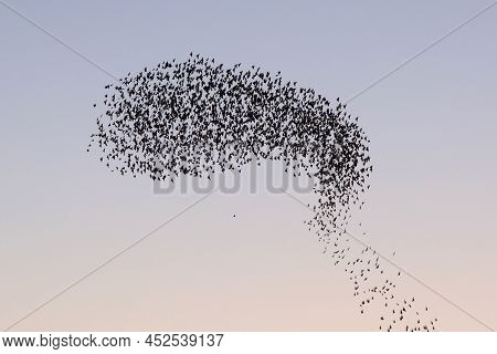 Murmuration Starlings Image & Photo (Free Trial) | Bigstock