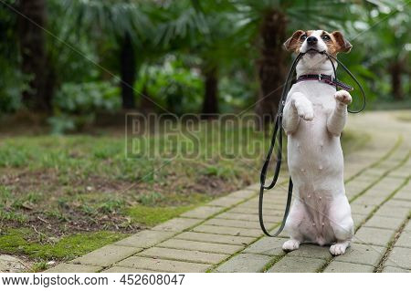 Dog Under Tree Images, Illustrations & Vectors (Free) - Bigstock