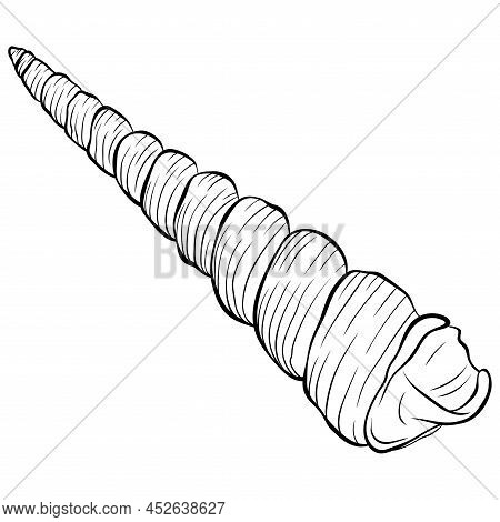 Long Spiral Seashell Vector & Photo (Free Trial) | Bigstock