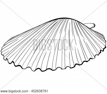 Scallop Shell Side Vector & Photo (Free Trial) | Bigstock