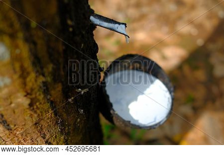 Rubber Tree Sap Being Image & Photo (Free Trial) | Bigstock