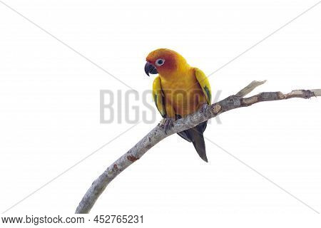 Sun Conure Images, Illustrations & Vectors (Free) - Bigstock