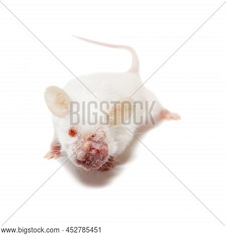 White Laboratory Mouse Image & Photo (Free Trial) | Bigstock
