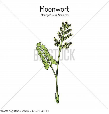 Common Moonwort Vector & Photo (Free Trial) | Bigstock