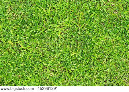 Green Grass Texture Image & Photo (Free Trial) | Bigstock
